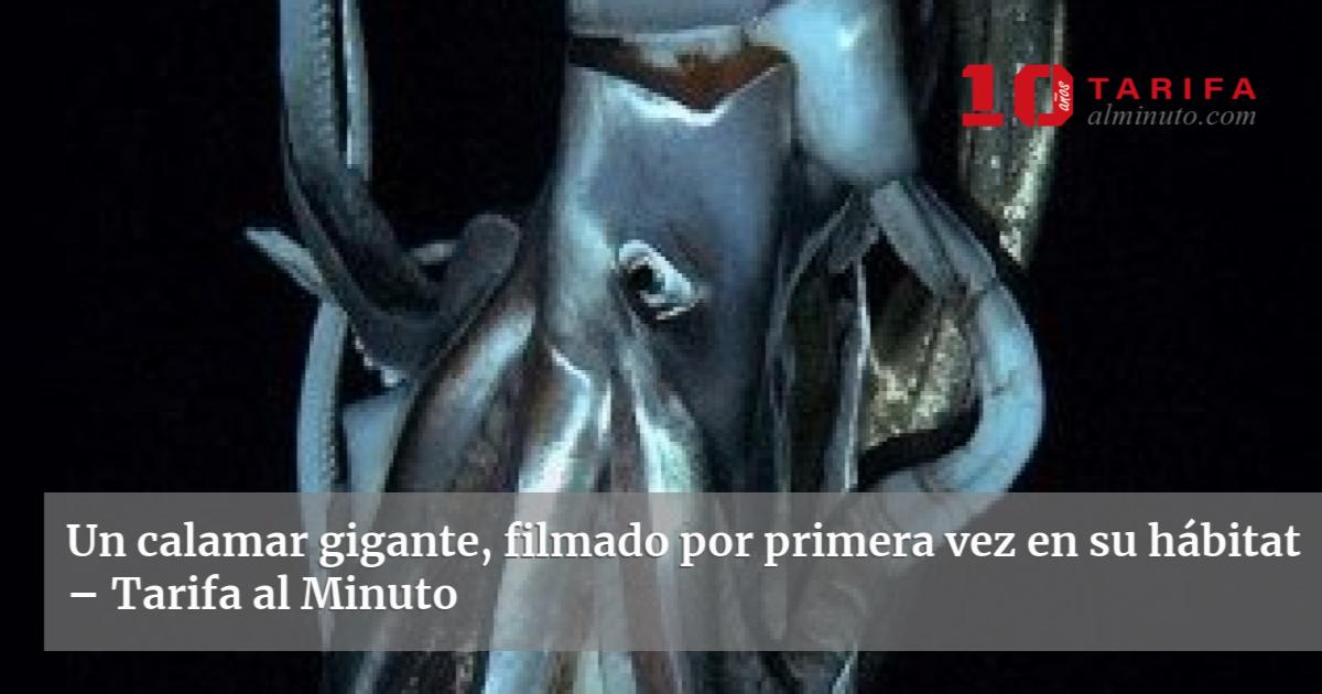 Un calamar gigante, filmado por primera vez en su hábitat