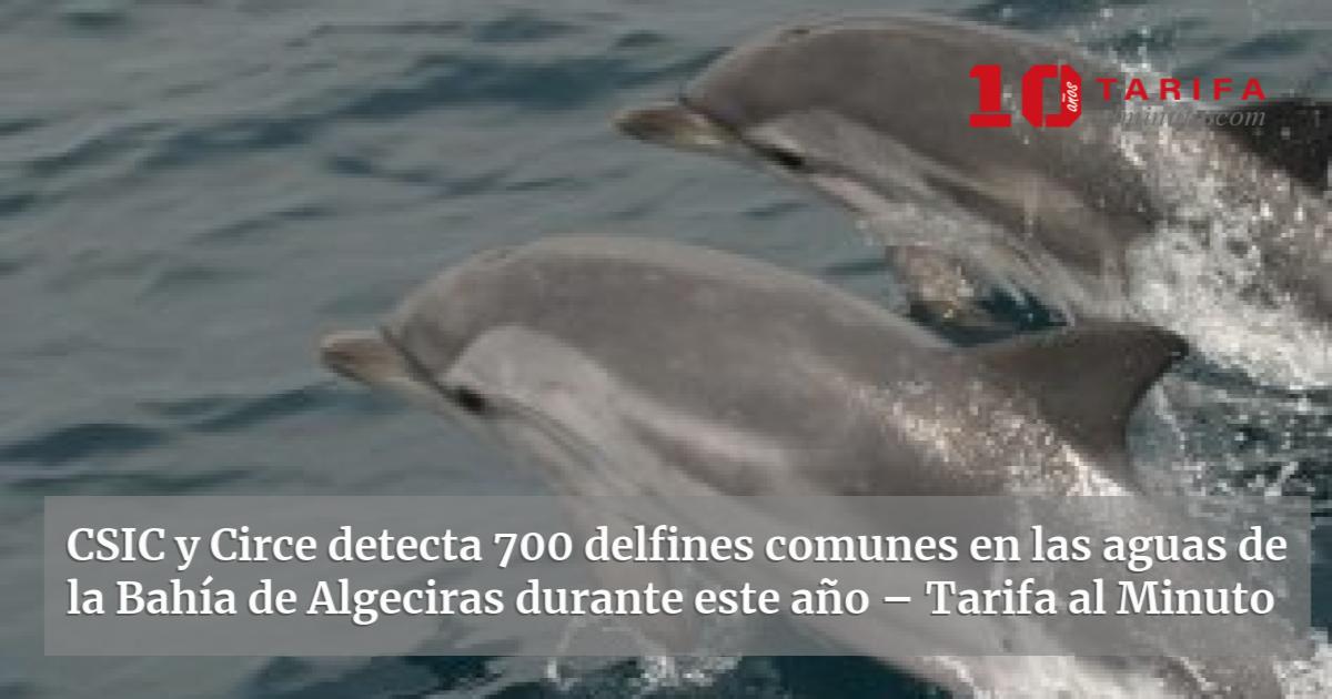 CSIC y Circe detecta 700 delfines comunes en las aguas de la Bahía de ...