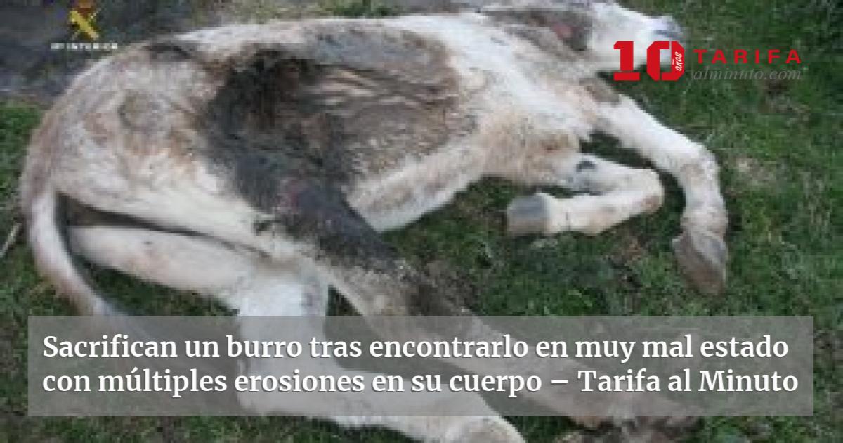 Sacrifican un burro tras encontrarlo en muy mal estado con múltiples ...